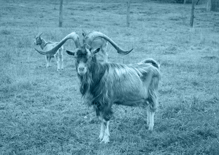 ESPÈCES DE BOUCS - LES ATELIERS DU BOUC ÉMISSAIRE | DILCRAH